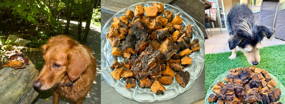 The Power of Chaga Mushrooms – Dr. Becker's Bites